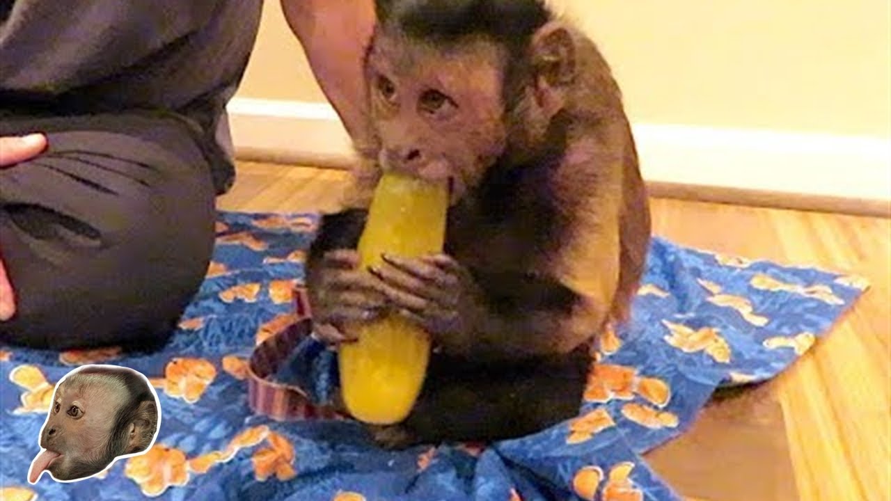 Monkey GIANT Pickle Party! - YouTube