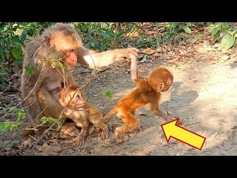 Baby monkey playing with friends baby monkey, adorable baby monkey ...