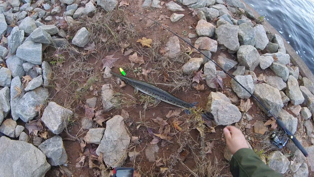 Thanksgiving Day Prehistoric Dinosaur Fishing First Ever Gar and a Few ...