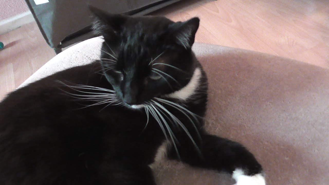 Katze entspannt sich und ist zufrieden - YouTube