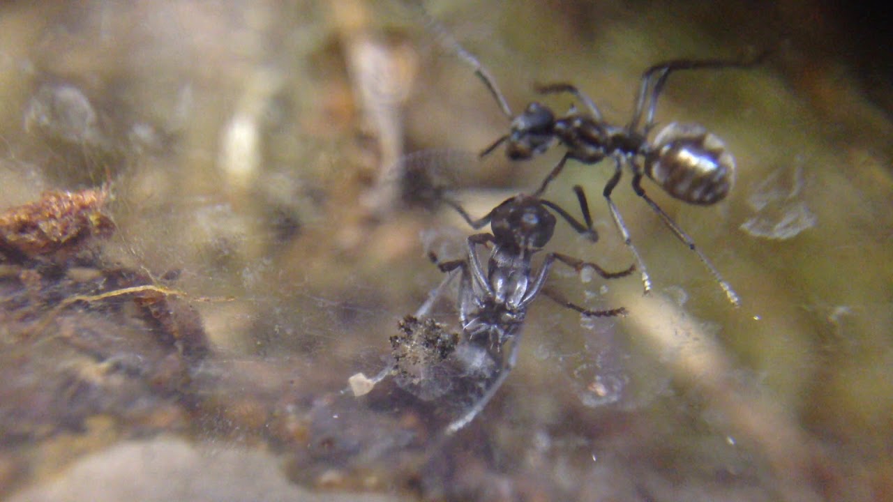 An antertaining ant footage compilation - YouTube