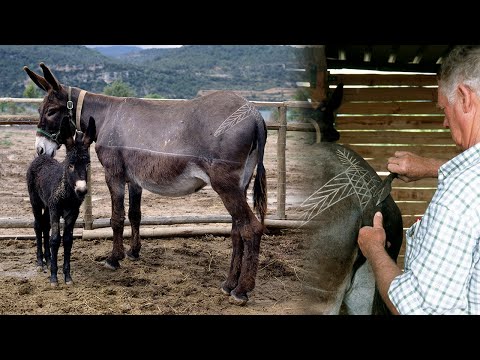 Süvarilerin makası. Eşek ve atlarda geleneksel kesim ve süsleme | Belgesel