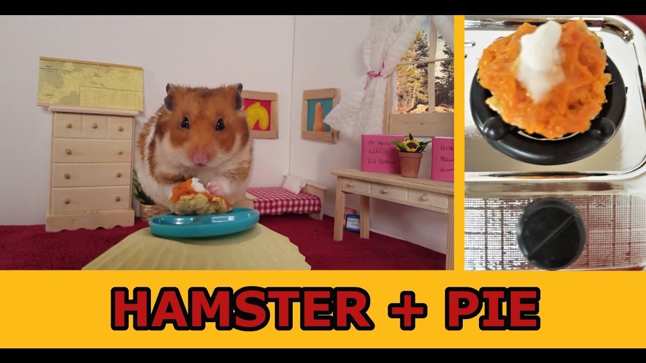 HAMSTER + PIE = SURPRISE ENDING - YouTube