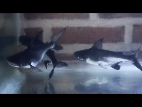 baby paroon shark fish // baby genghiskhan - YouTube