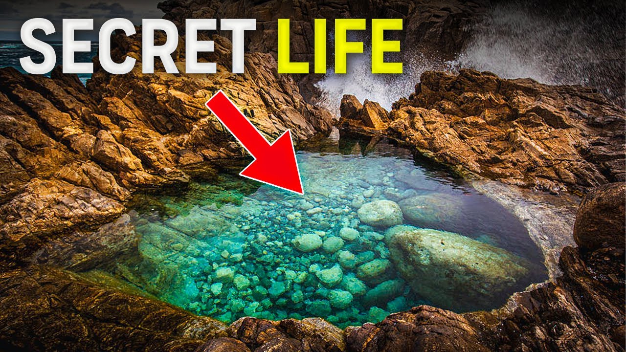 The Secret Life of Rock Pools - YouTube