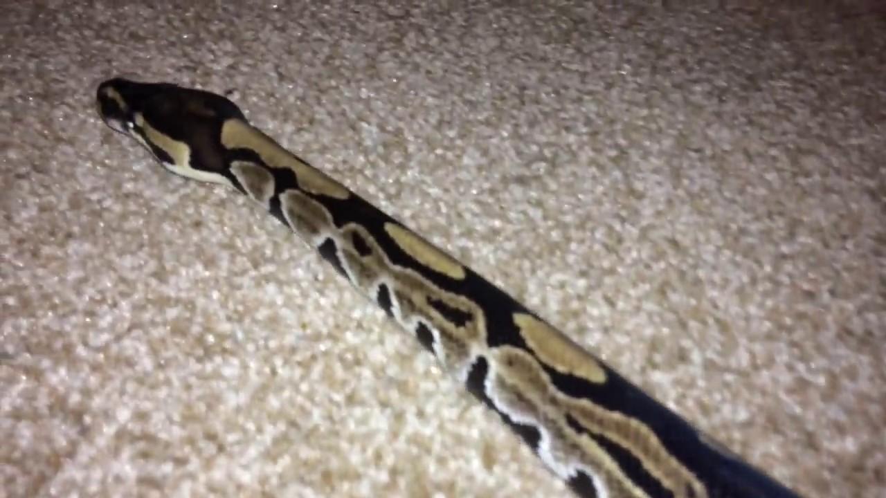 3D Snake on the move - Royal Phython - YouTube