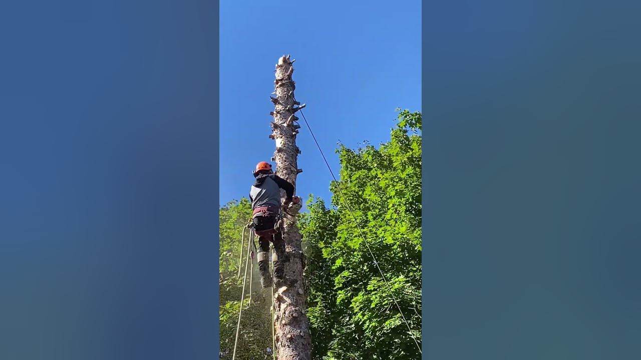 dropping-a-log-of-a-dead-and-punky-pine-youtube