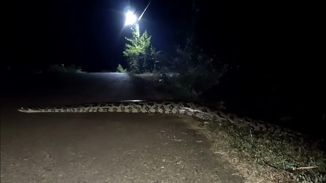 African rock python Snake#🐍🐍 - YouTube