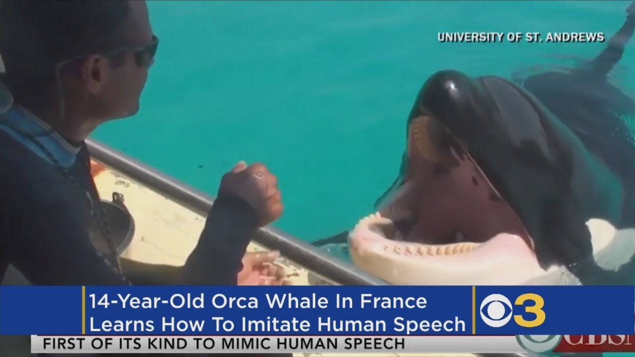 Say Hello: Killer Whale Learns To Mimic Human Speech - YouTube
