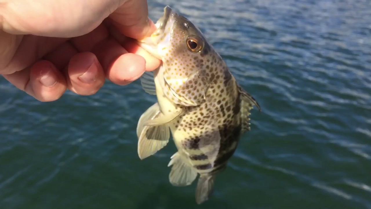 Newport Harbor California Spotted Bay Bass Fishing 2/22/2017 Part 2 ...