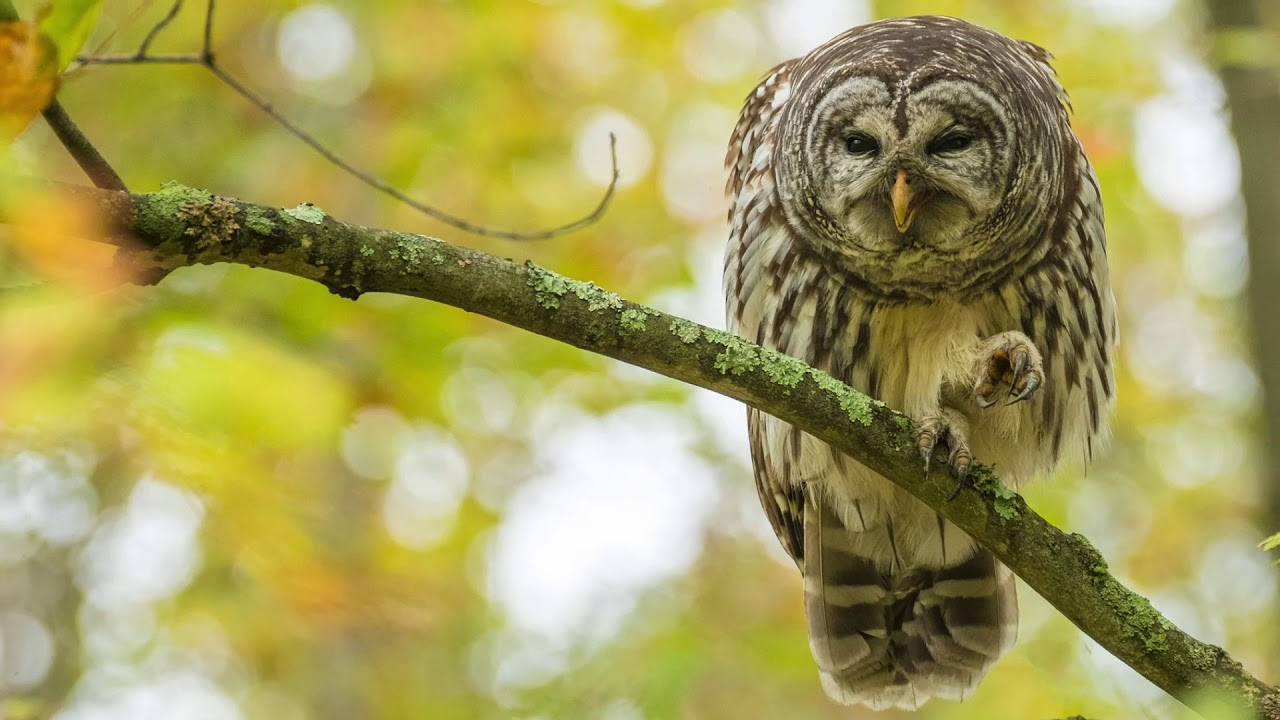 ბუ - შემოდგომა / bu - Shemodgoma - YouTube