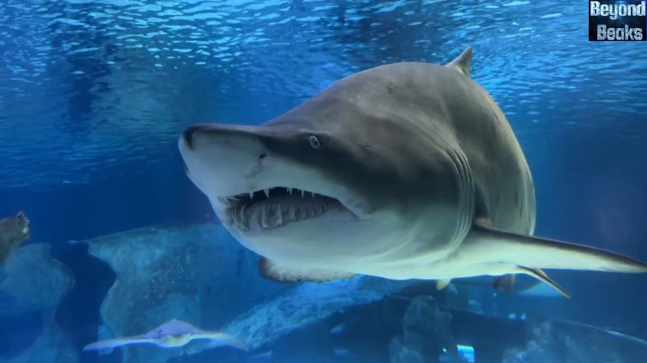 Majestic Predators of the Deep: The Fascinating World of Sharks - YouTube