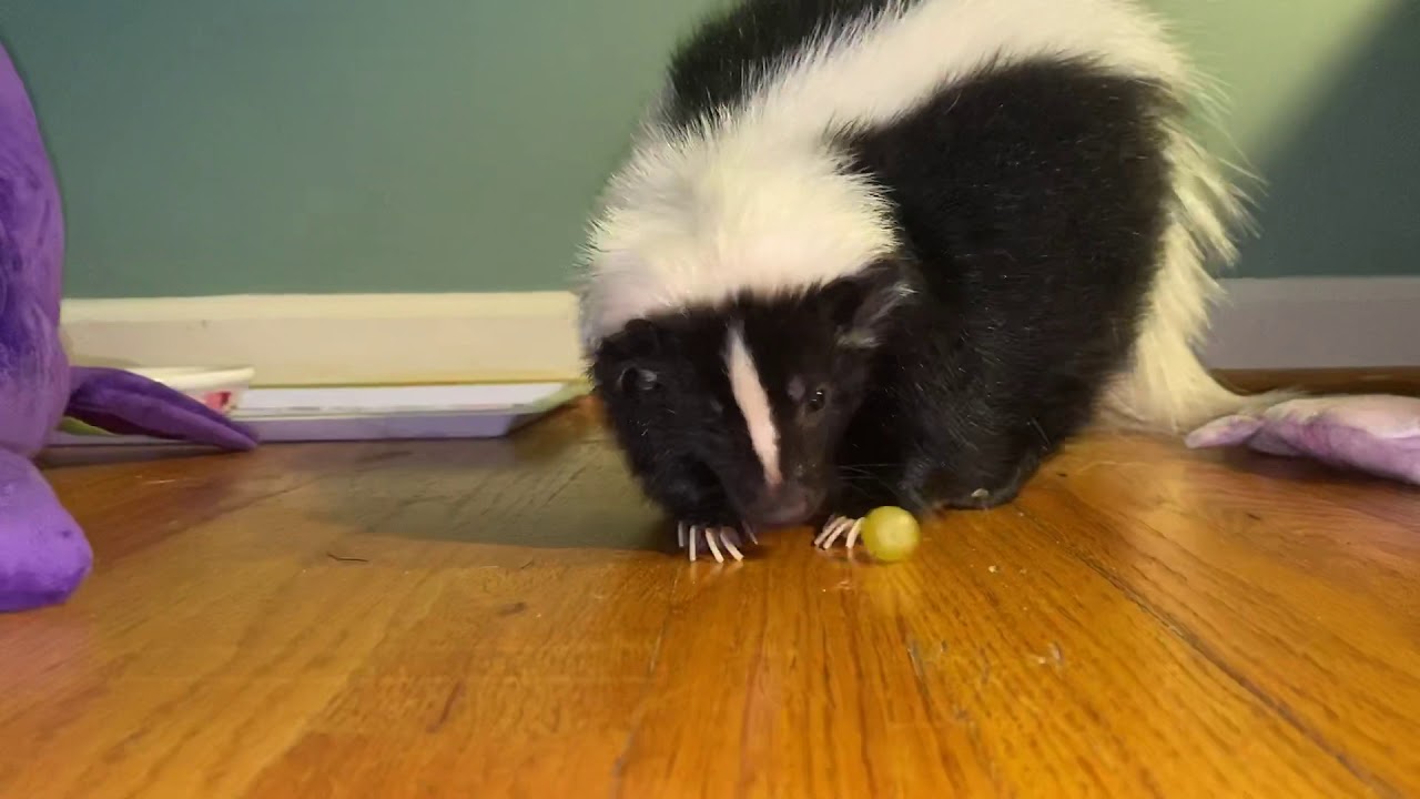 Grape fun with a skunk - YouTube