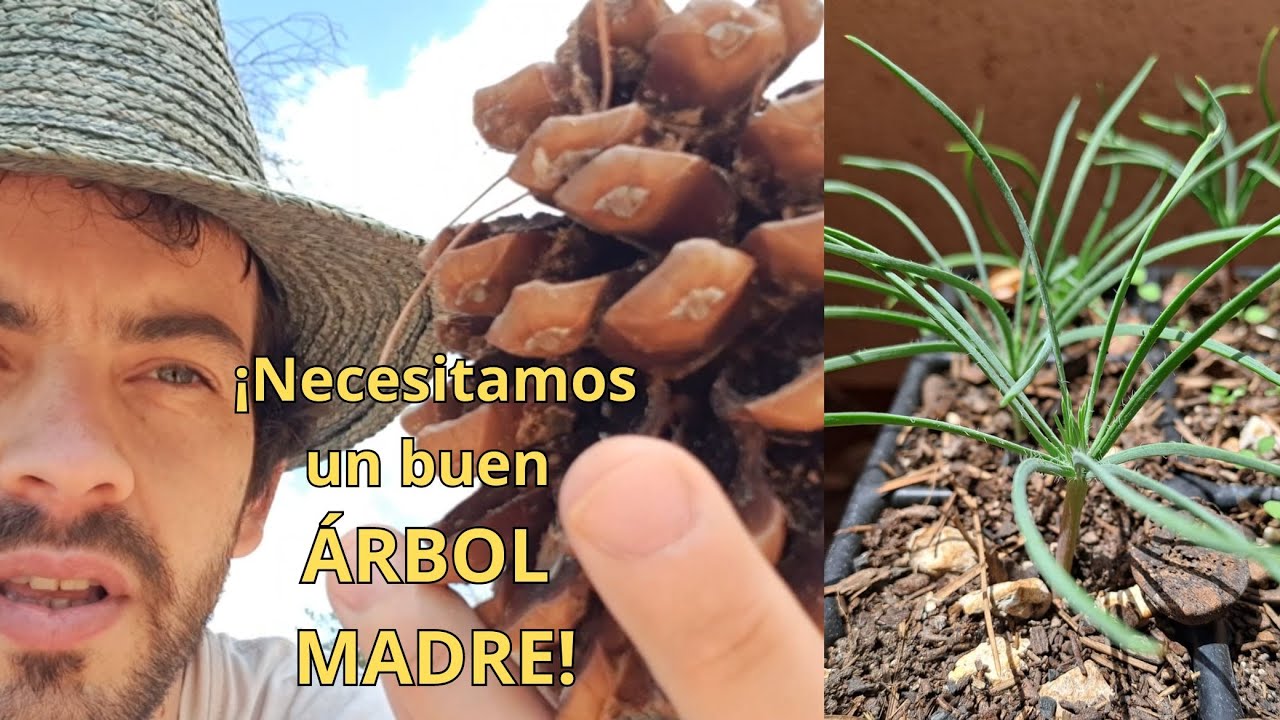 PINOS y PIÑONES: Selección del piñón, sustrato, germinación y siembra ...