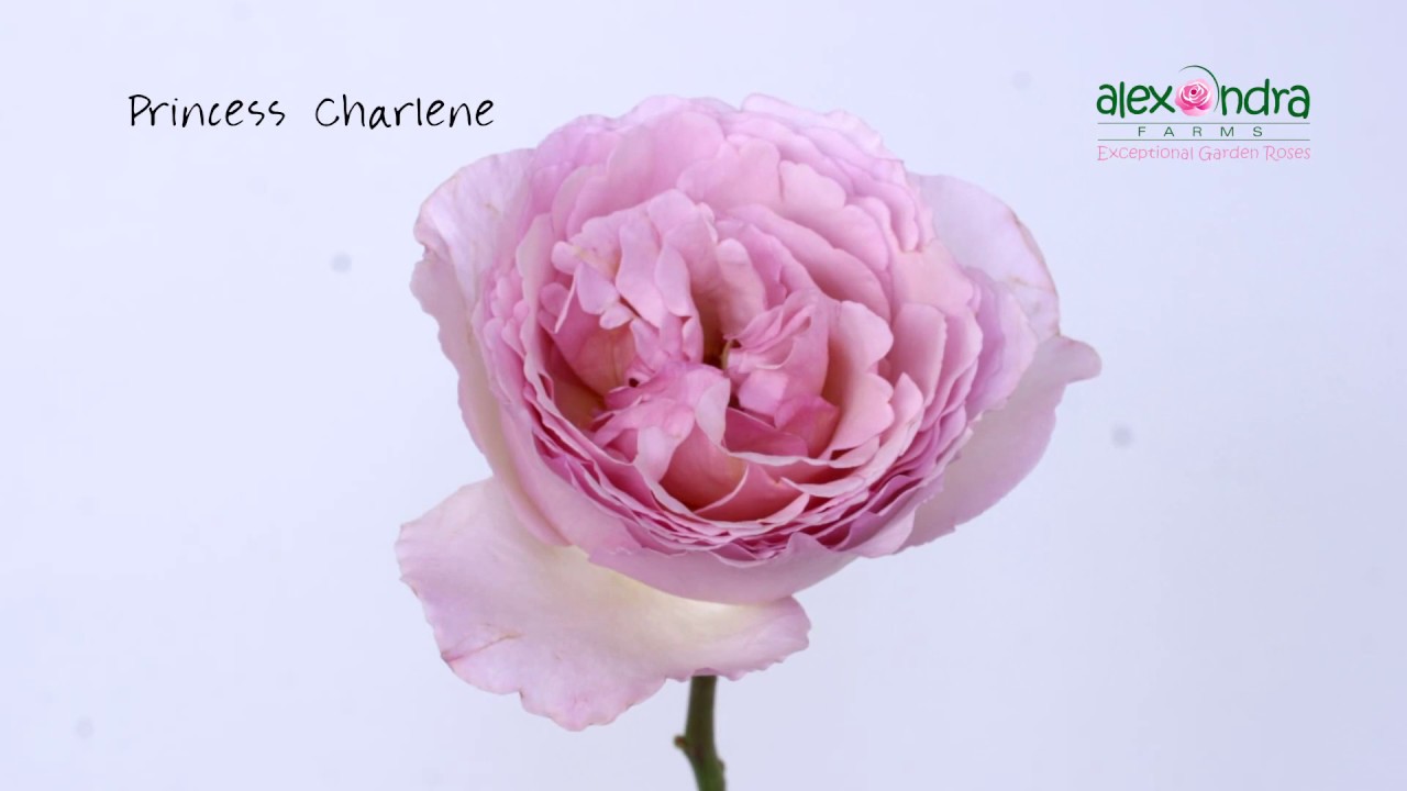 Princess Charlene of Monaco Garden Rose Timelapse - YouTube