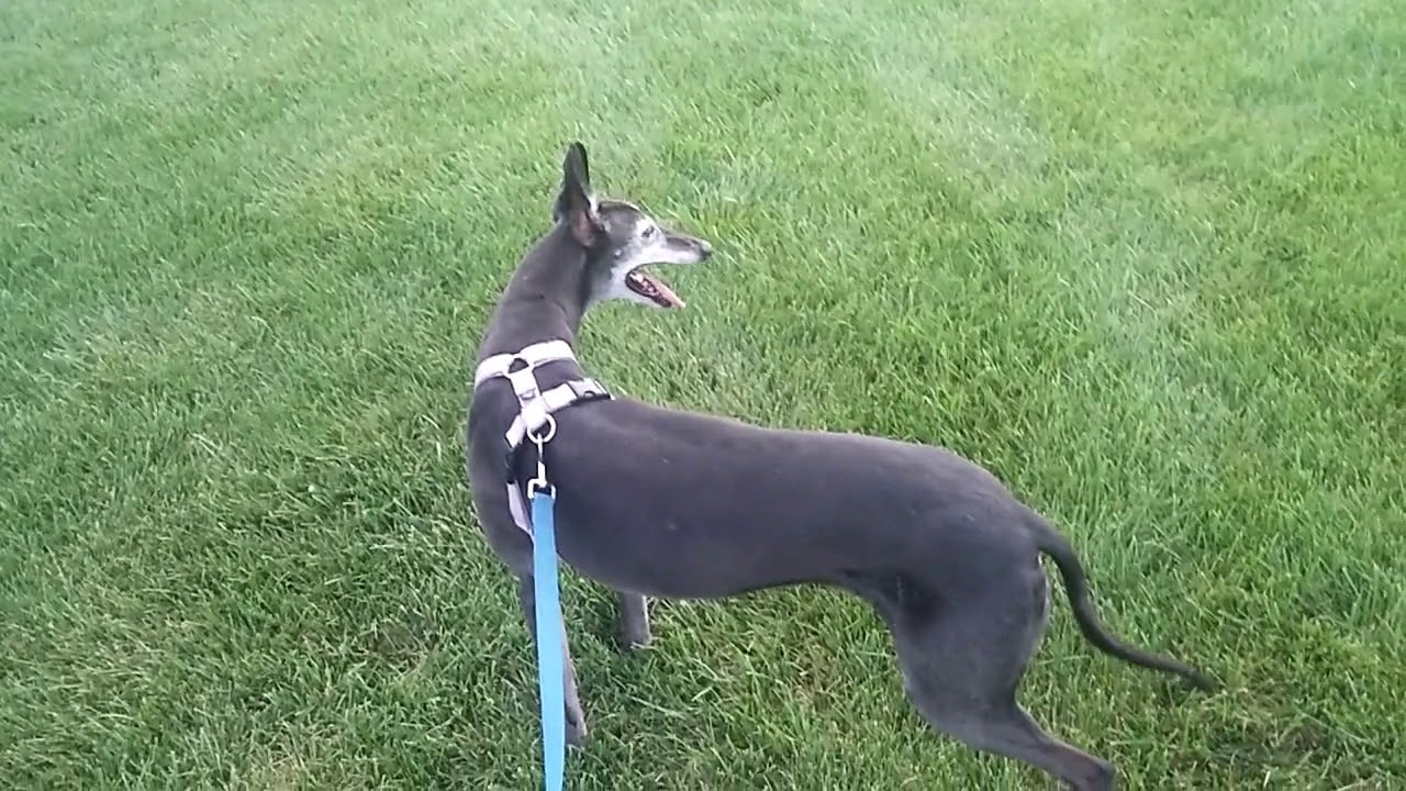 Phoebe the 3 legged greyhound - YouTube