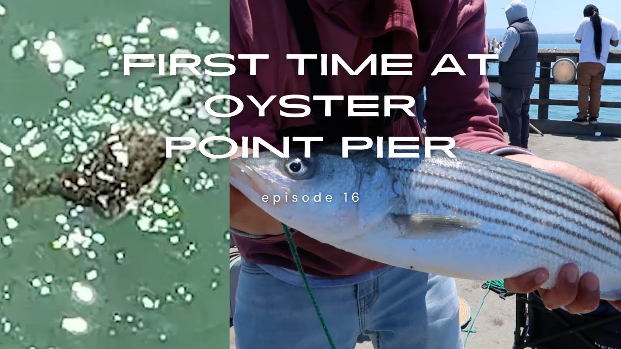 Oyster Point Pier ( every species of fish caught ) - YouTube