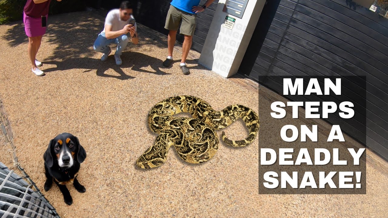 MAN STEPS ON DEADLY SNAKE! - YouTube