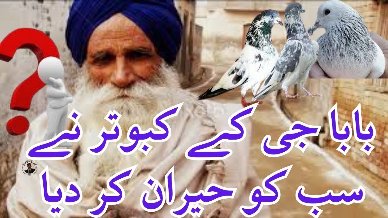 Top 10 World Most unique Pigeon Beautiful and Rare Pigeon ||All breeds ...