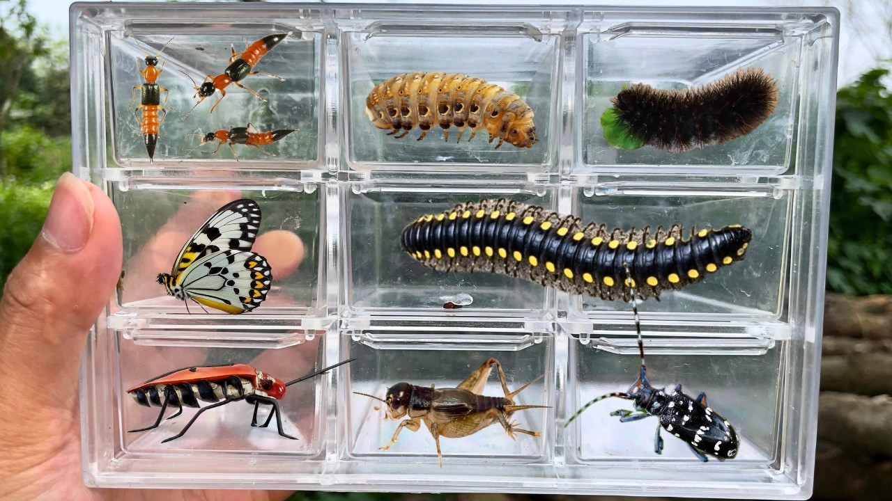 I catch insects in a wild garden with poisonous ants, hair clippers ...