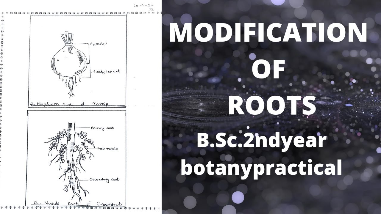 B.Sc. 2nd year Botany practical/Modification of roots/Comments and ...
