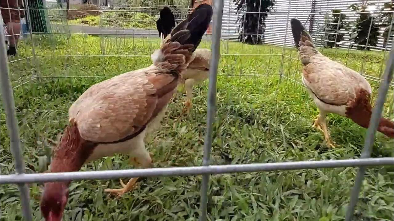 5k SWEATERS OF RED GAMEFARM - YouTube