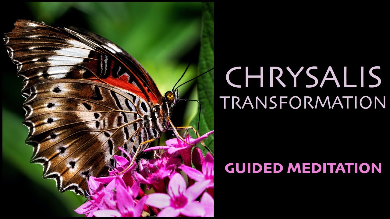 Chrysalis Transformation Guided Meditation - Transform Your Self and ...
