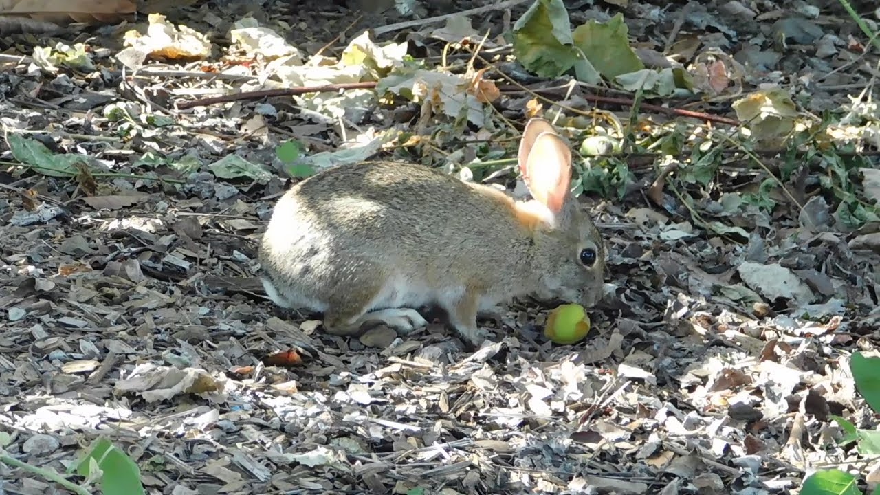 Speedy, Fluffy, Kali, Rabbit, Turkeys, Songbirds at Alviso Adobe Park and California Scrub Jay ...