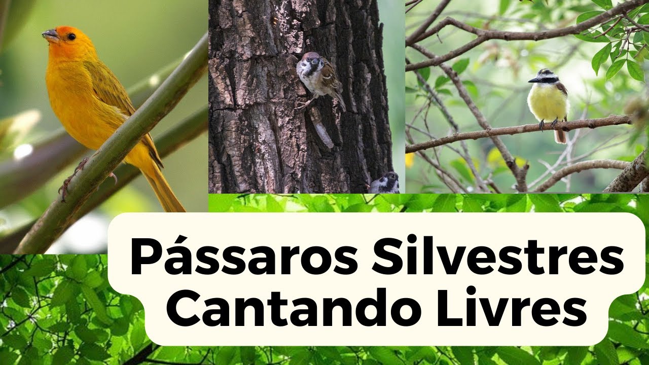 Canto de Pássaros Silvestres Cantando Na Natureza - YouTube