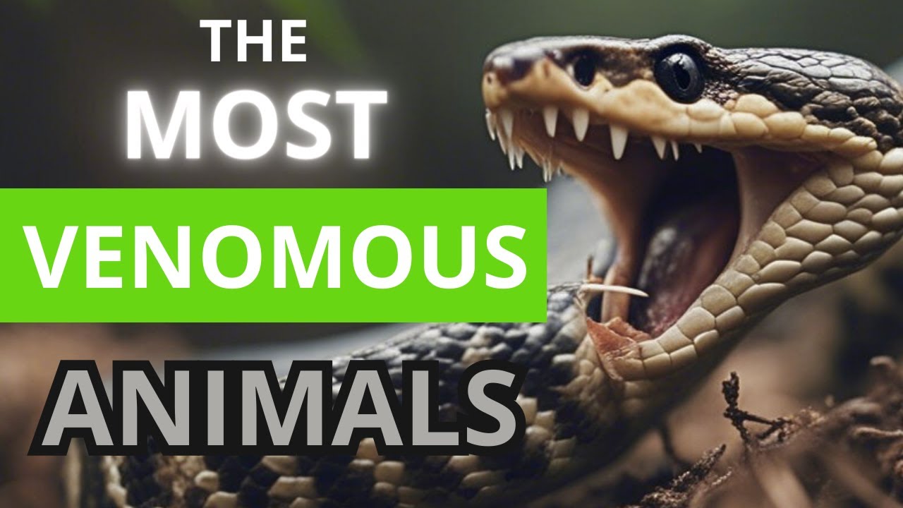 The Most Venomous Animals On The Planet - YouTube