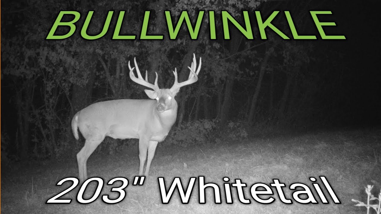 Bullwinkle - 203" Monster Whitetail Drops in His Tracks! - YouTube