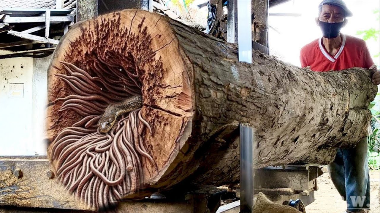 Truly amazing!! Giant teak wood full of beautiful old grains - YouTube