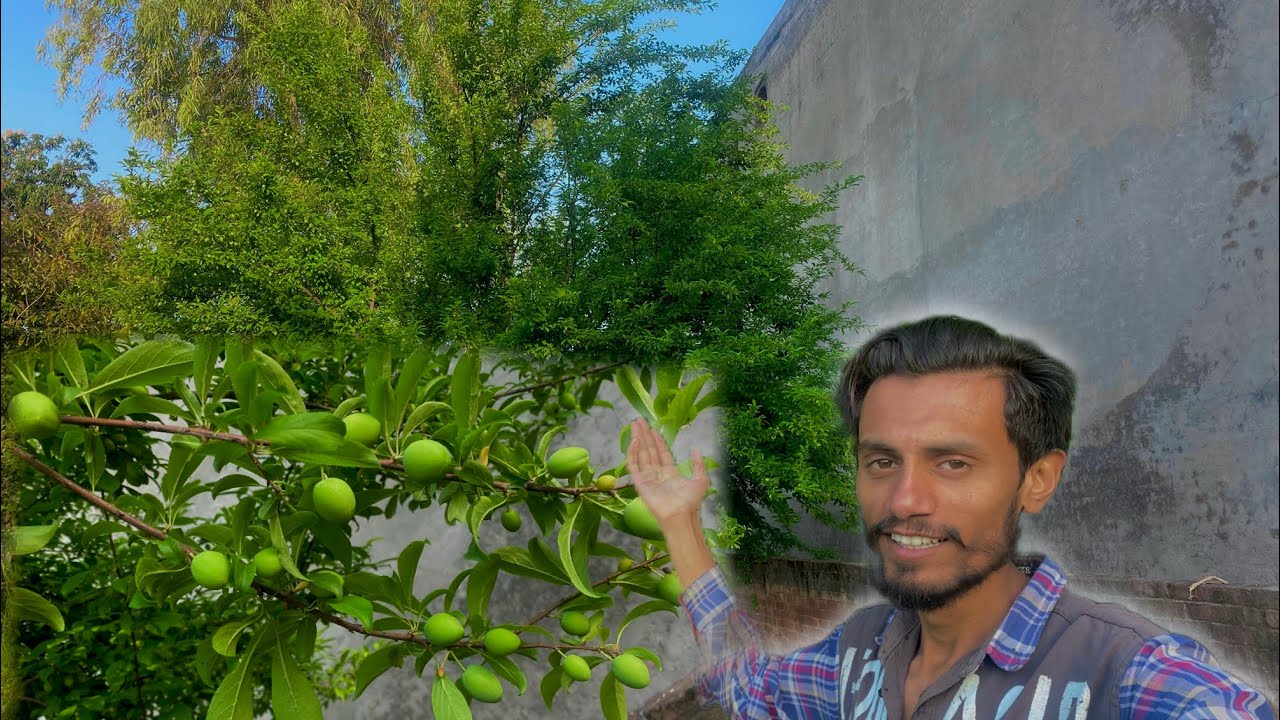 Aloo Bukhra ka Tree - YouTube