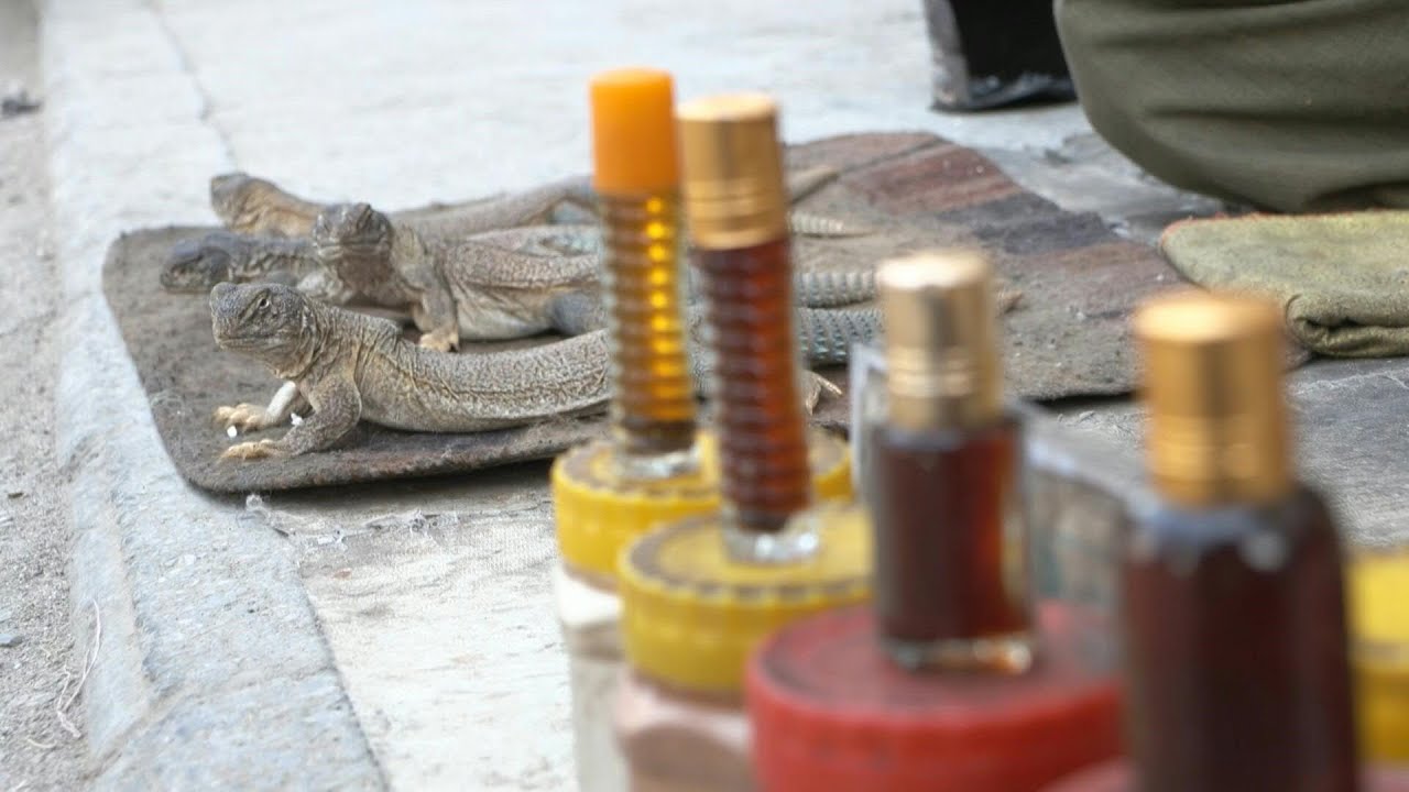 Pakistan's quack 'aphrodisiac' from 'vulnerable' lizards | AFP - YouTube