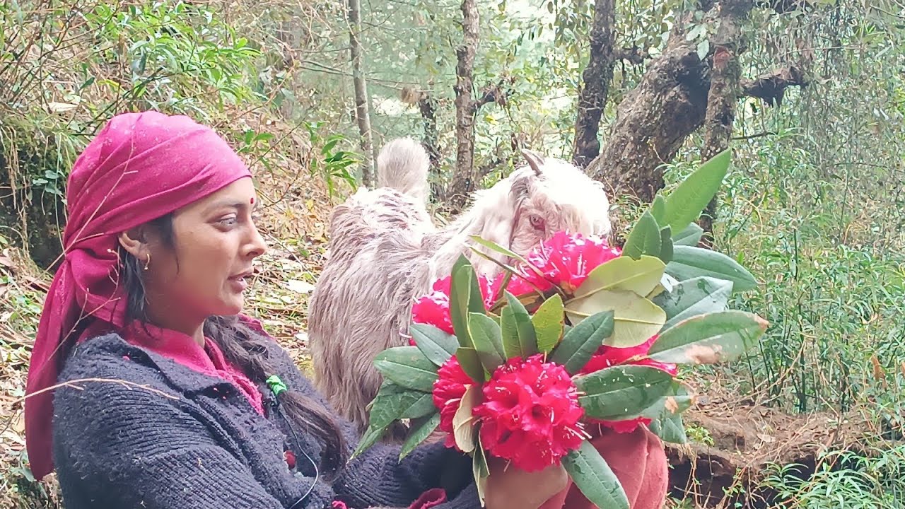 Wild flower burash🌺 ️(बुराश)||pahadi lifestyle vlog Buraash Ka Phool😍 ...