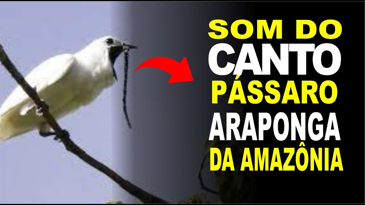 Som do canto do pássaro ARAPONGA DA AMAZÔNIA - YouTube