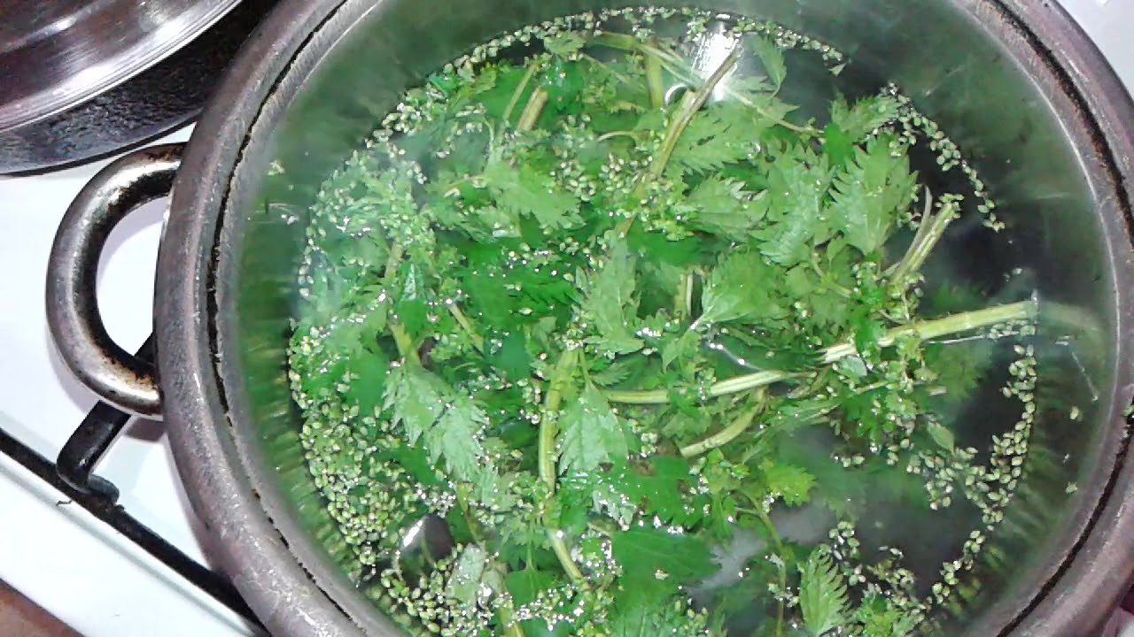 Isırgan otunu kaynatın suyunu bitki diplerine koyun - YouTube