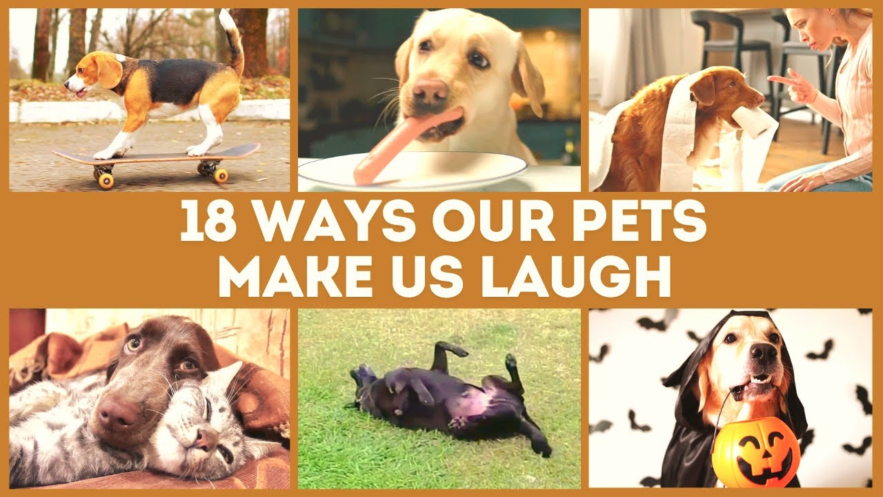 18 Ways Our Pets Make Us Laugh - YouTube