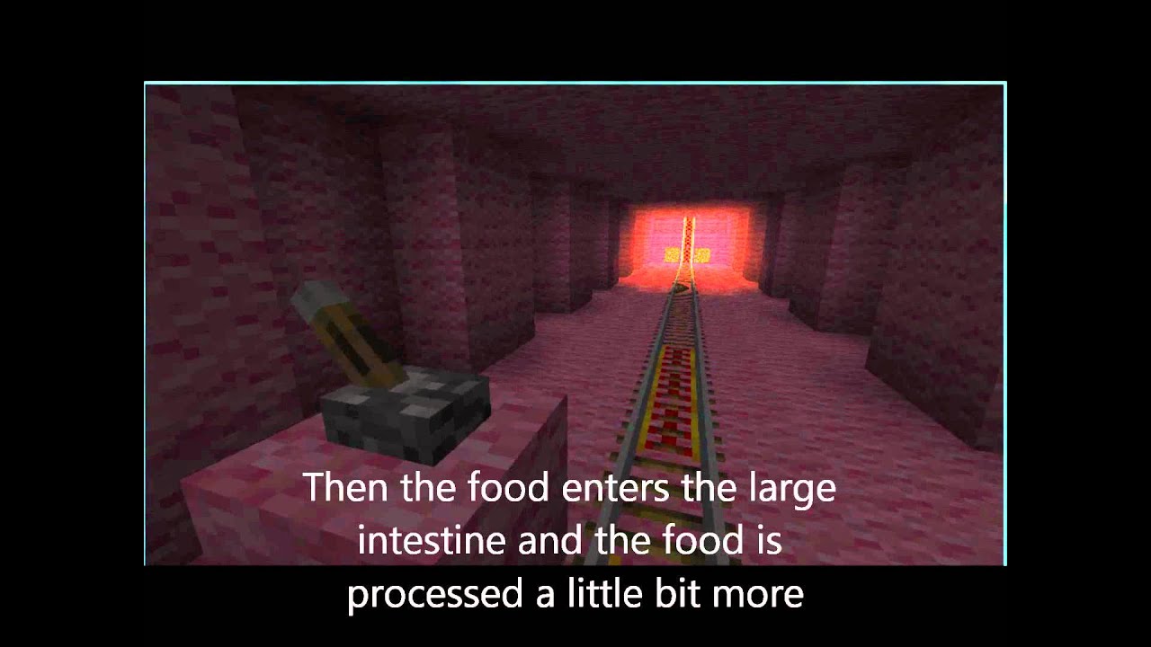 Minecraft digestive system - YouTube