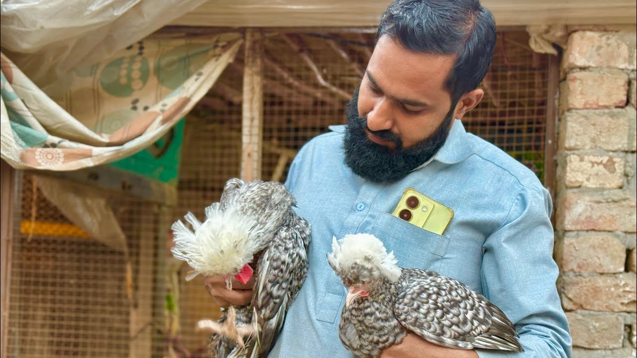 Coco Polish Hens ki Unique Beauty aur Royal Style | Qasim Birds Farm ...