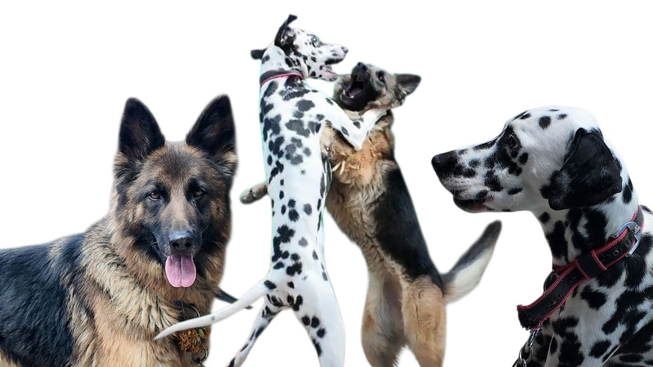 Who is strong German shepherd or Dalmation??? Watch full video - YouTube