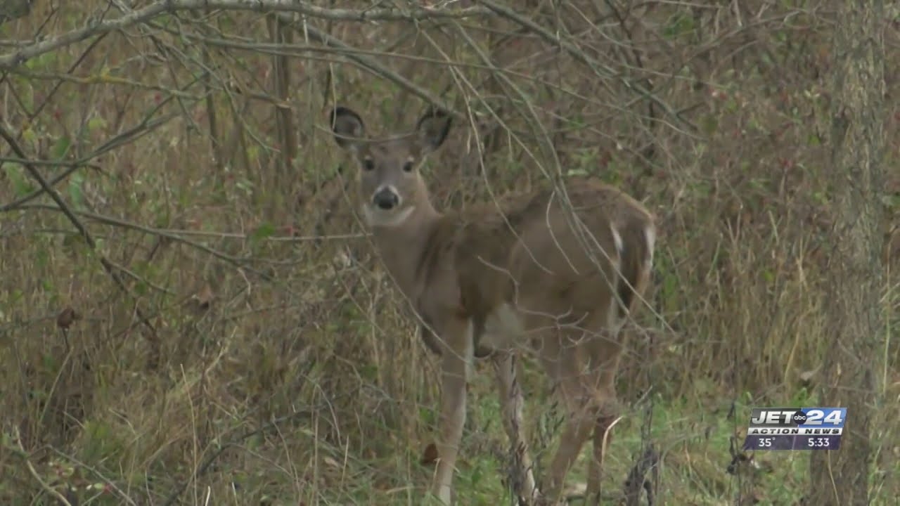 Fatal brain disease affecting deer, elk across Pennsylvania - YouTube