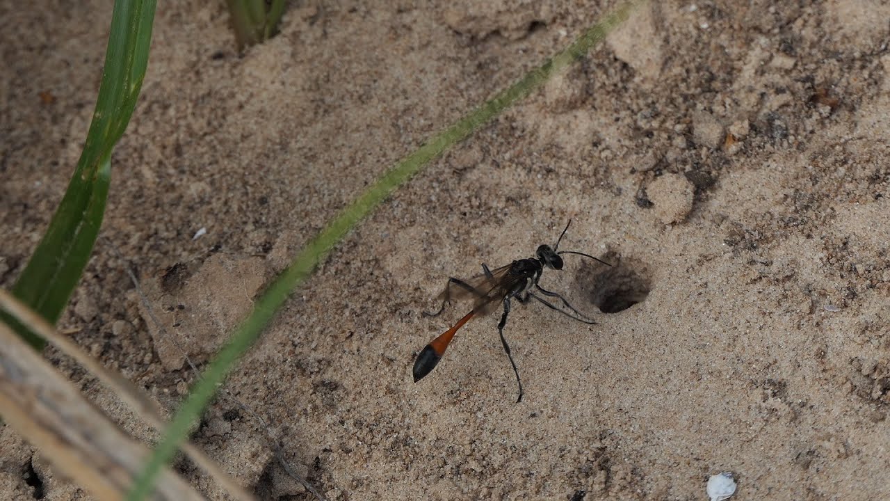Sand Wasp finishes her nest - YouTube