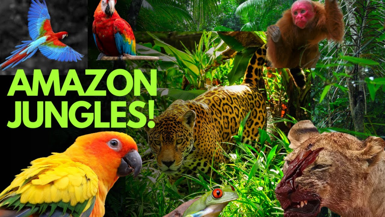 AMAZON Jungle life || The Amazing Ways Animals Communicate amazon ...