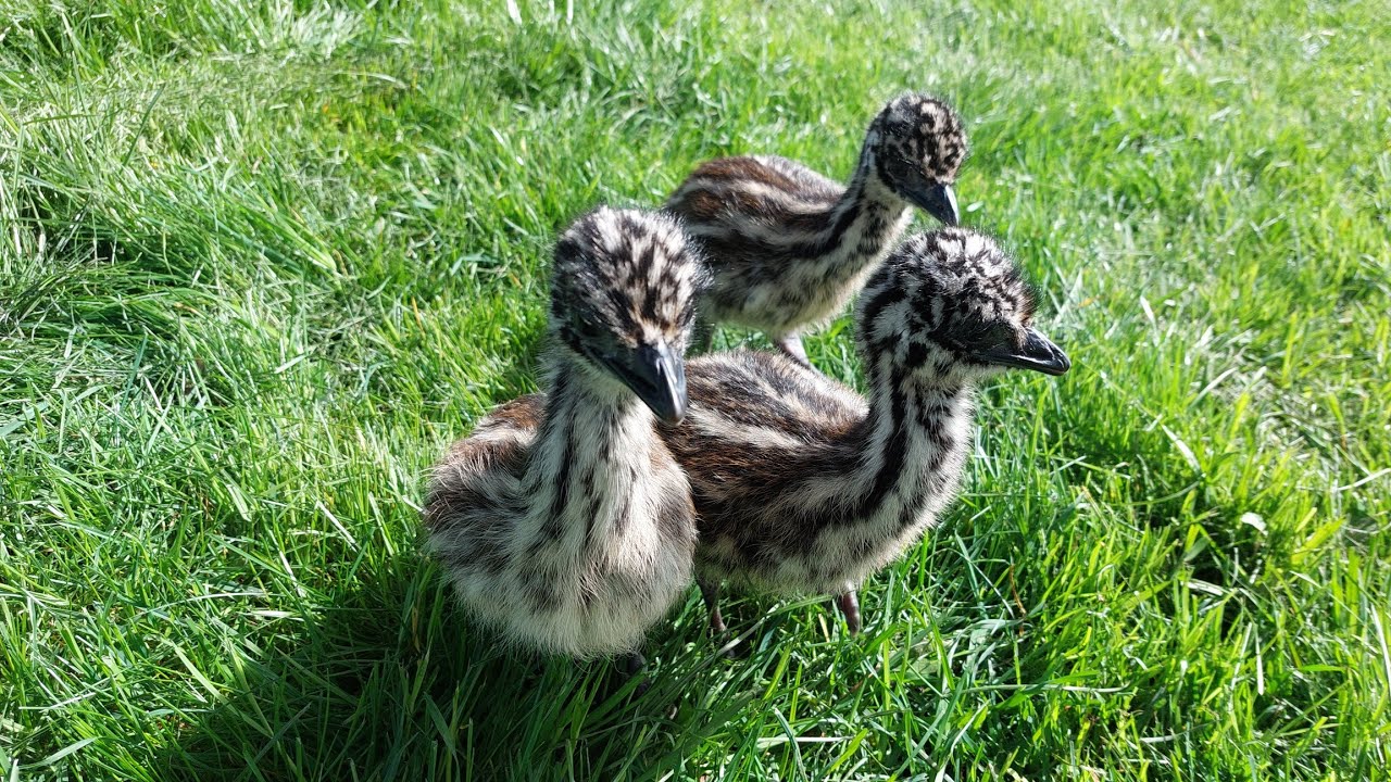 Emu Farm - Emu chicks first week part 2 - YouTube