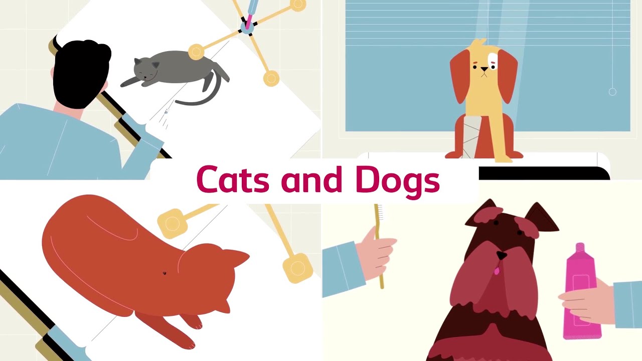 How to care of cats and dogs #PetsCare - YouTube