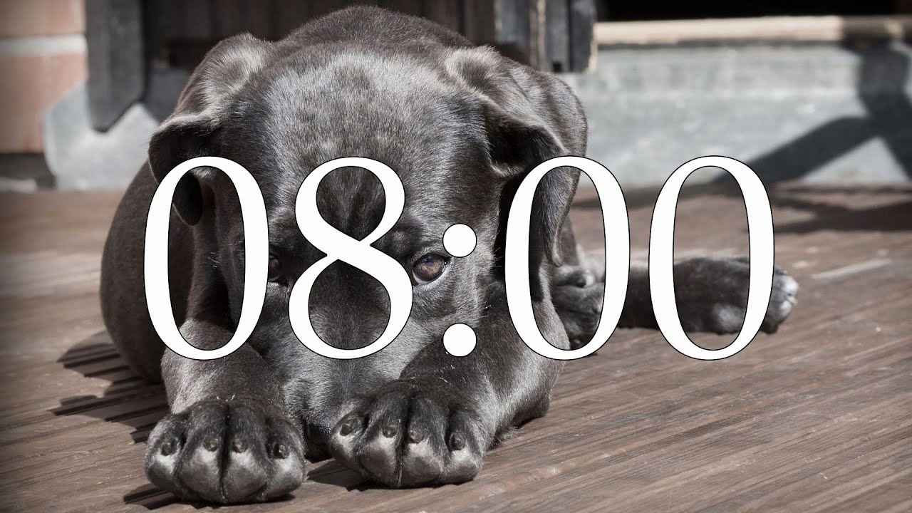 8 minutes with black, sweet and very cuddly puppy - countdown timer ...