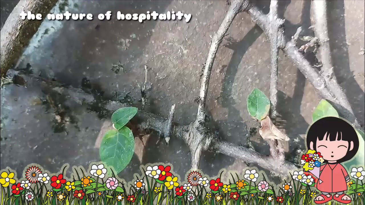 Nature: Hospitality - YouTube