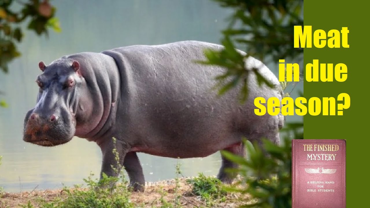 JOB describes steam engines & trains, says "Finished Mystery". Is BEHEMOTH "meat in due season ...