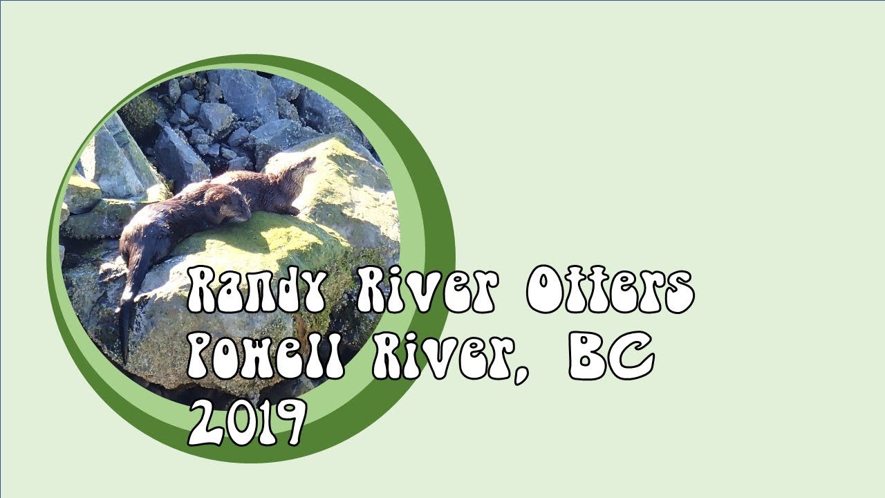 201904 Randy River Otters Powell River, BC - YouTube